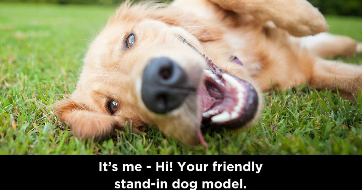 Camden - 656M | Guide Dogs for the Blind - Pupdates Camden - 656M | Guide Dogs for the Blind - Pupdates