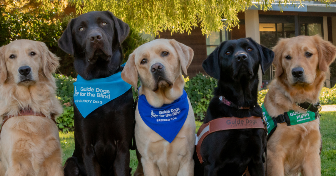 Home | Guide Dogs for the Blind - Pupdates