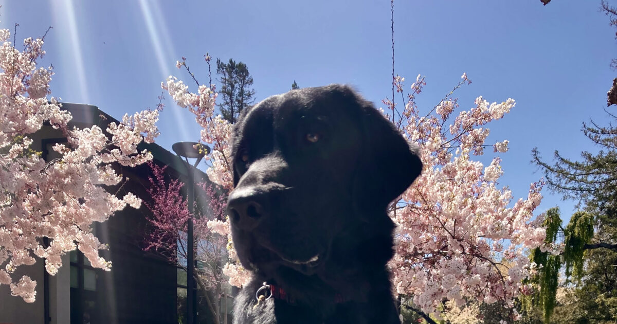 Fiddle - 6J84 | Guide Dogs for the Blind - Pupdates