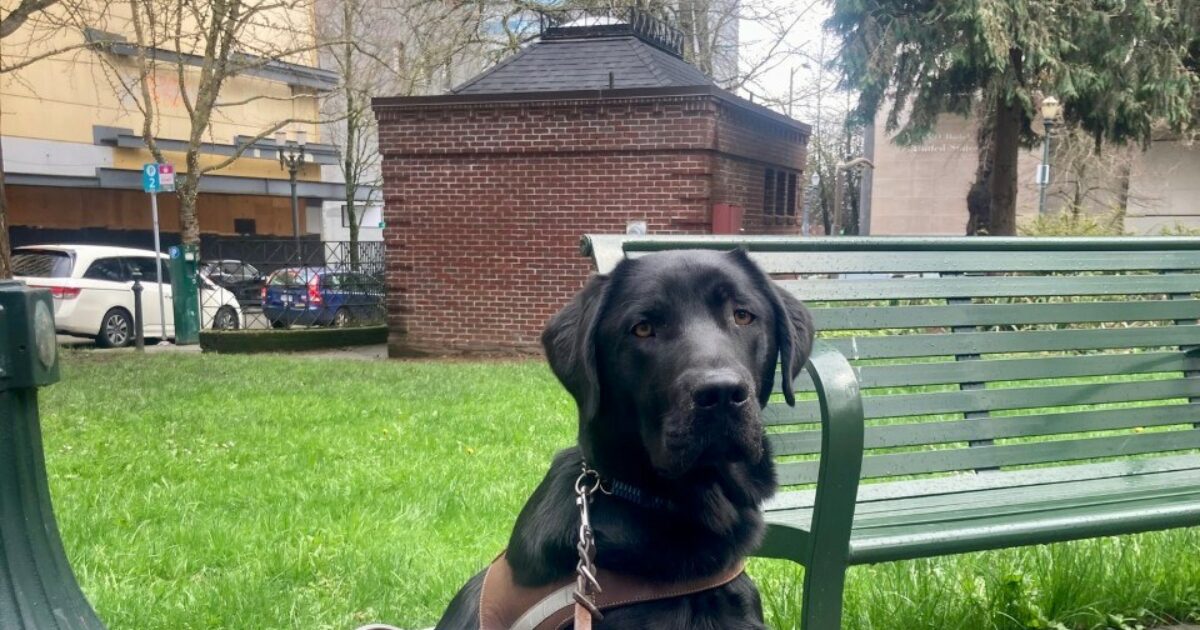 Nimbus - 6J11 | Guide Dogs for the Blind - Pupdates