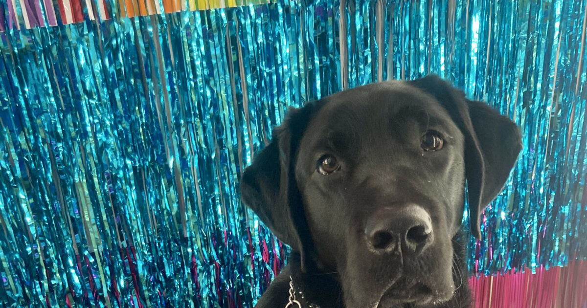 April 2023 Pupdate for Busby | Guide Dogs for the Blind - Pupdates