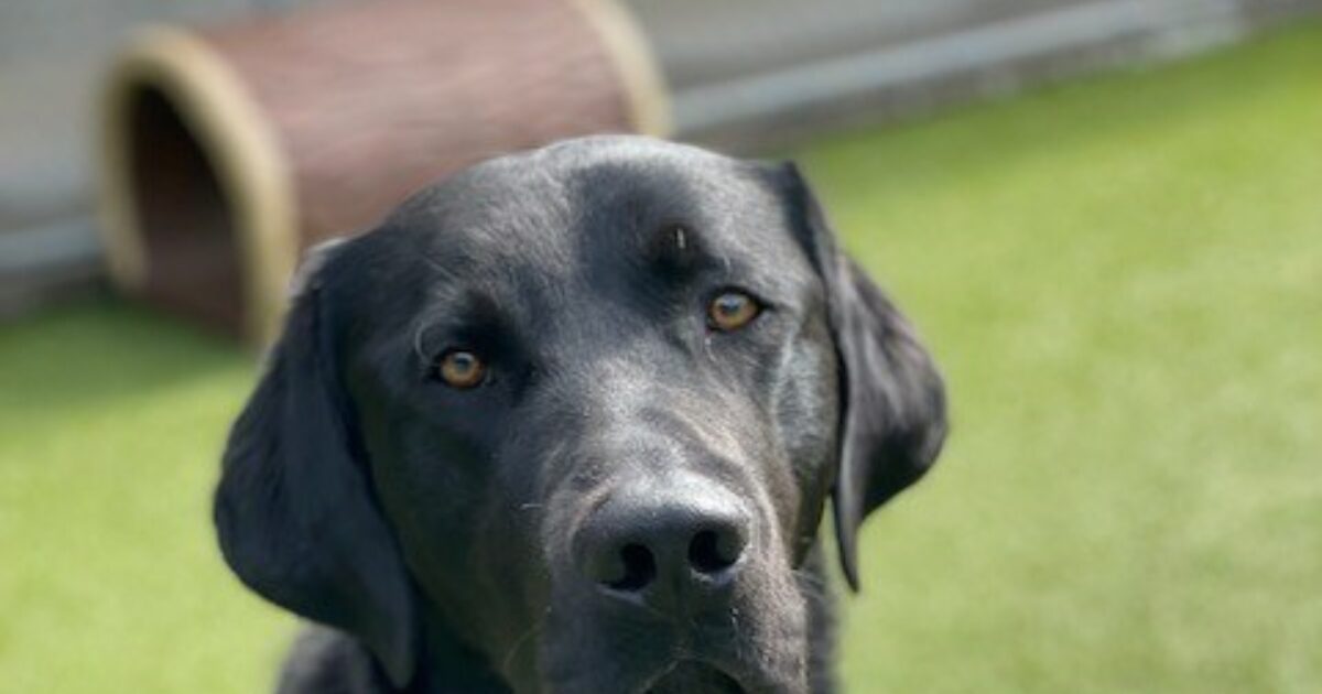 Abbott - 636H | Guide Dogs for the Blind - Pupdates