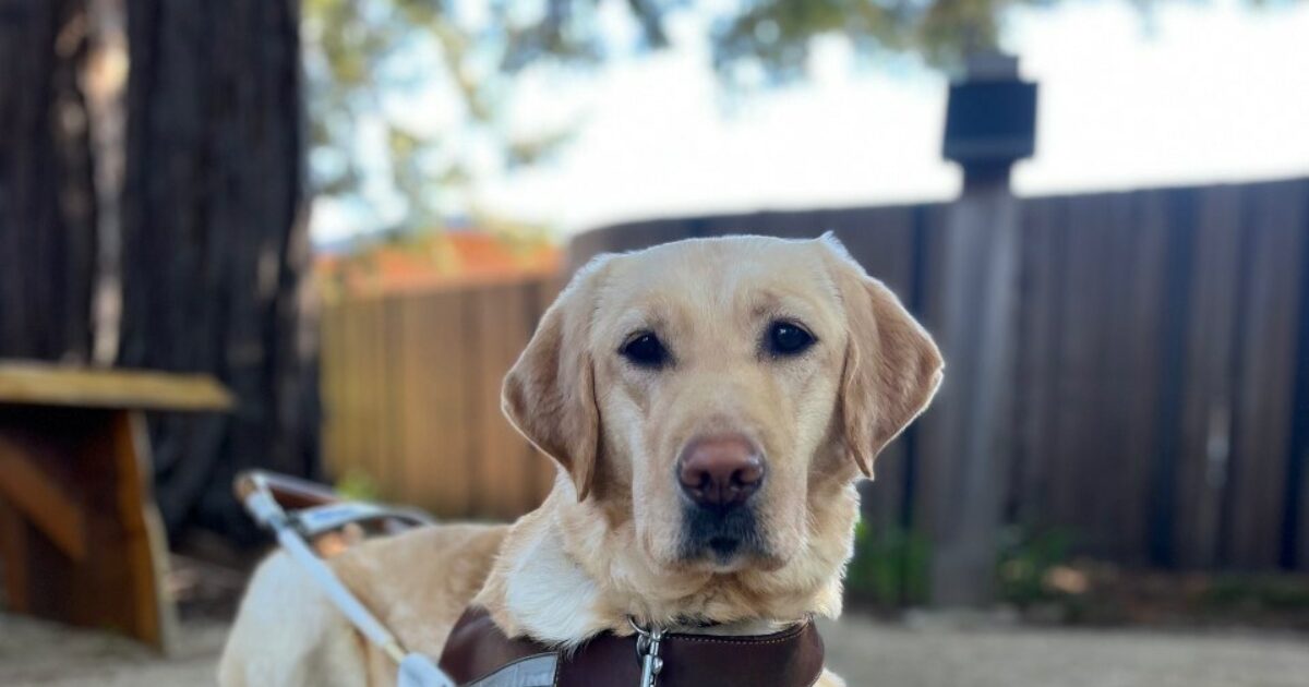 Beluga - 6H92 | Guide Dogs for the Blind - Pupdates