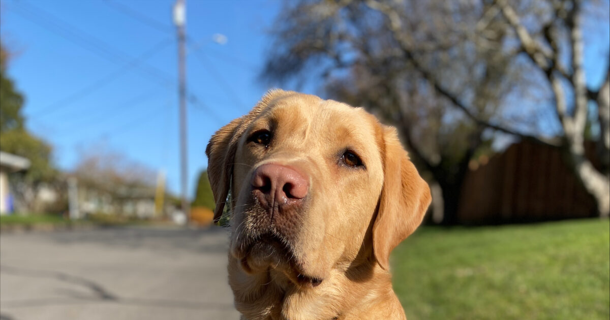 Wolverine - 629H | Guide Dogs for the Blind - Pupdates