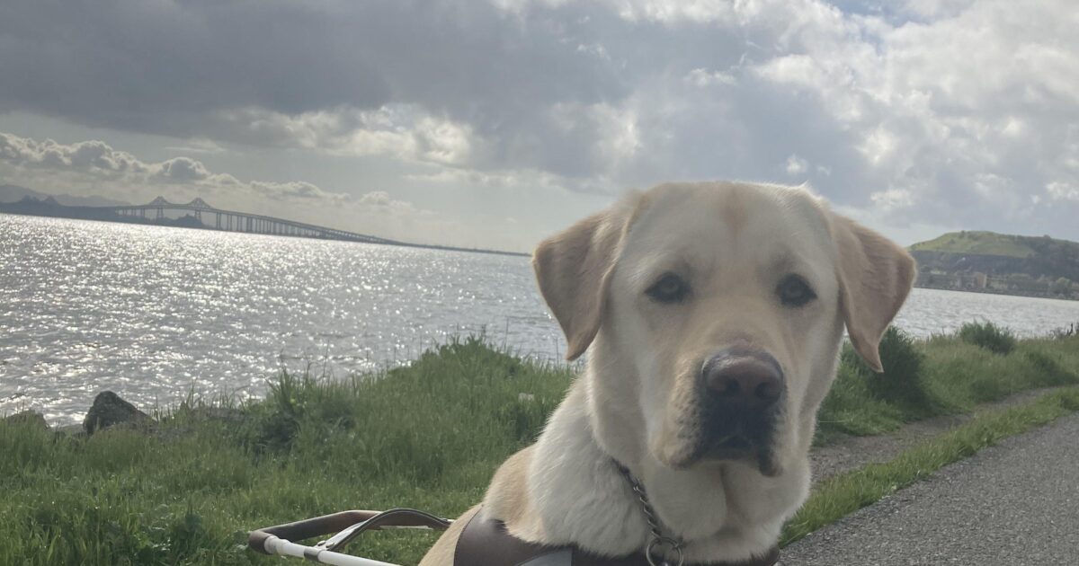 Moby - 66H3 | Guide Dogs for the Blind - Pupdates