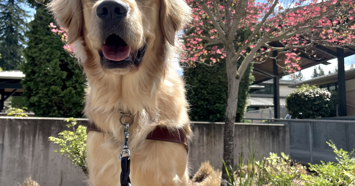 Boone - 68J9 | Guide Dogs for the Blind - Pupdates