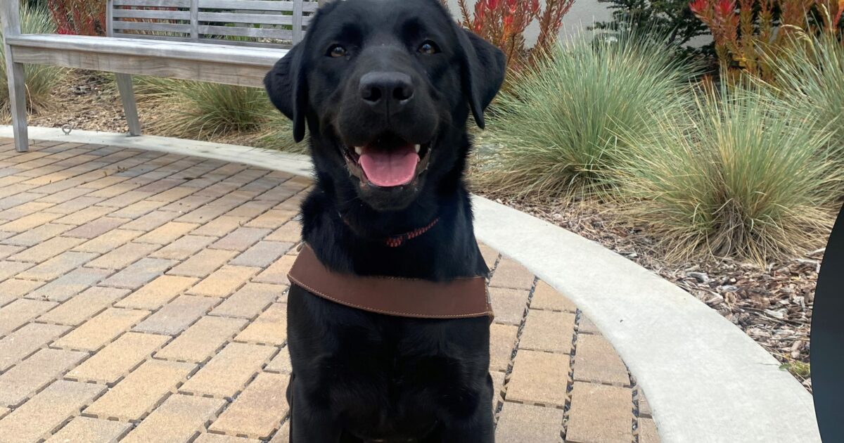 Poppy - 6J25 | Guide Dogs for the Blind - Pupdates