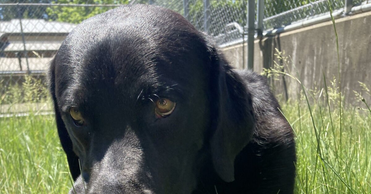 June 2023 Pupdate for Abbott | Guide Dogs for the Blind - Pupdates