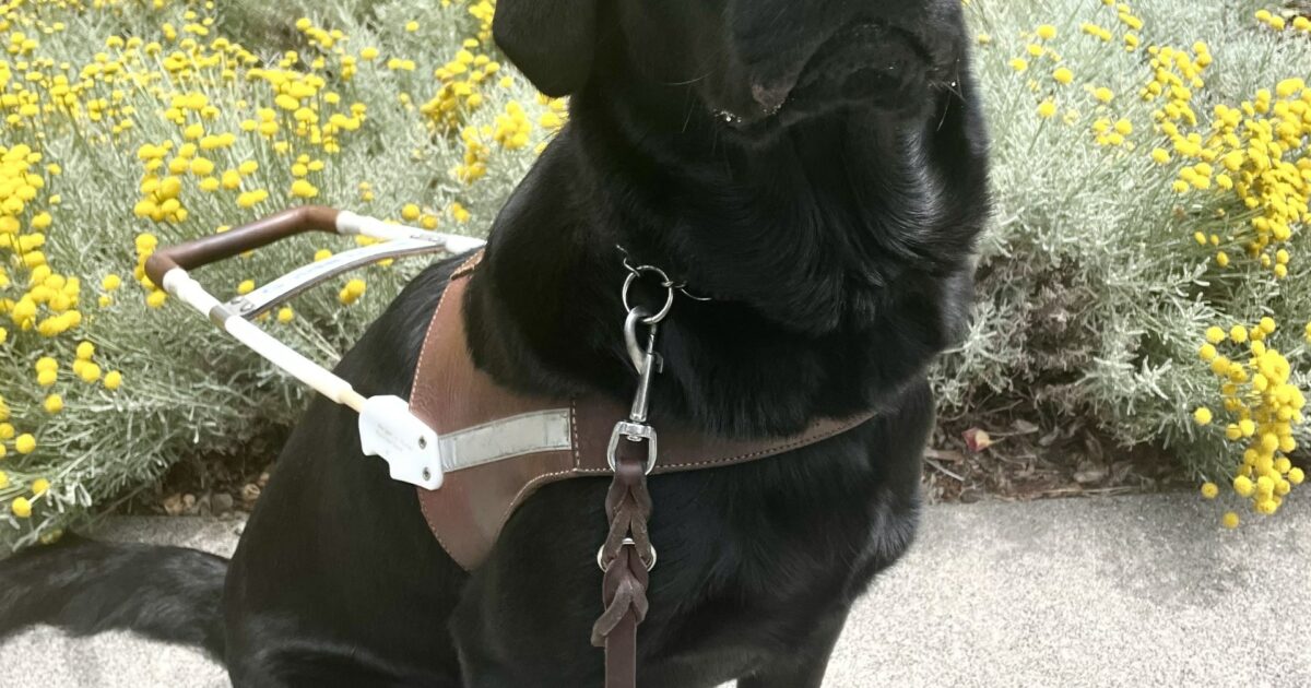 Garth - 630J | Guide Dogs for the Blind - Pupdates