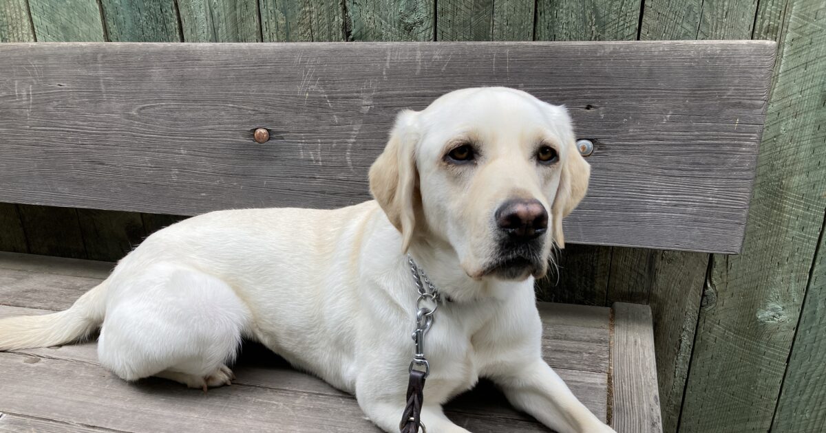 Keeper - 686H | Guide Dogs for the Blind - Pupdates