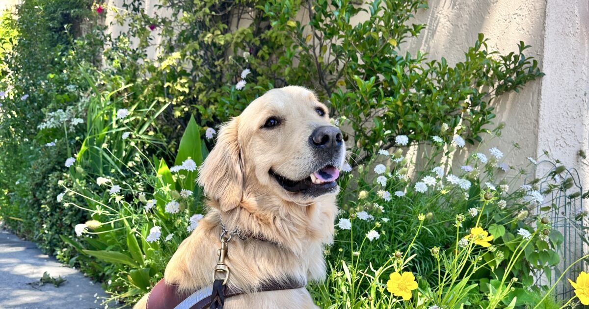 Bennett - 68J8 | Guide Dogs for the Blind - Pupdates