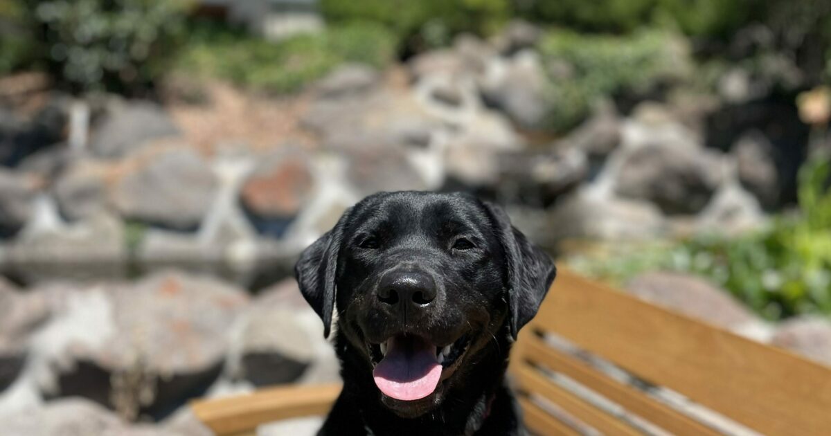 Pixie - 61K5 | Guide Dogs for the Blind - Pupdates