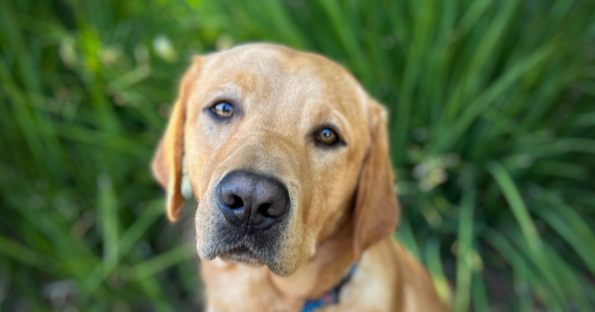 Devo - 6K69 | Guide Dogs for the Blind - Pupdates