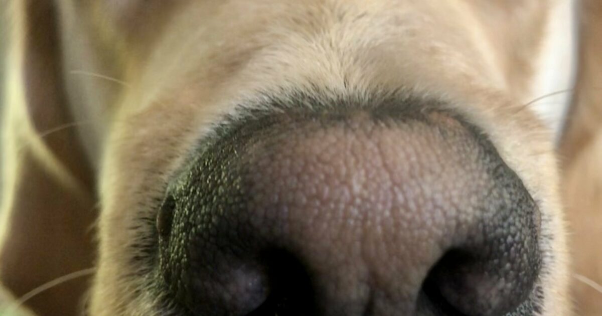 August 2023 Pupdate for Sage | Guide Dogs for the Blind - Pupdates