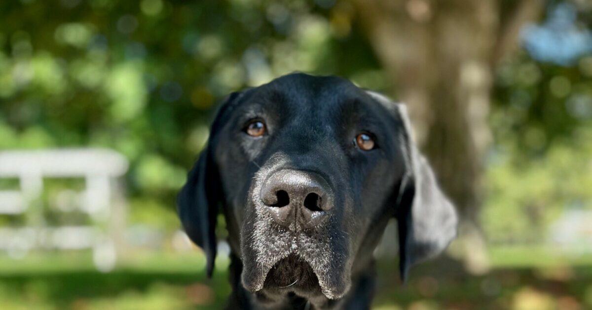 Bruno - 6K48 | Guide Dogs for the Blind - Pupdates