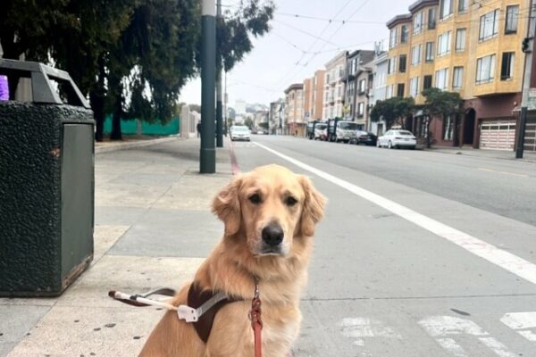 Bennett - 68J8 | Guide Dogs for the Blind - Pupdates