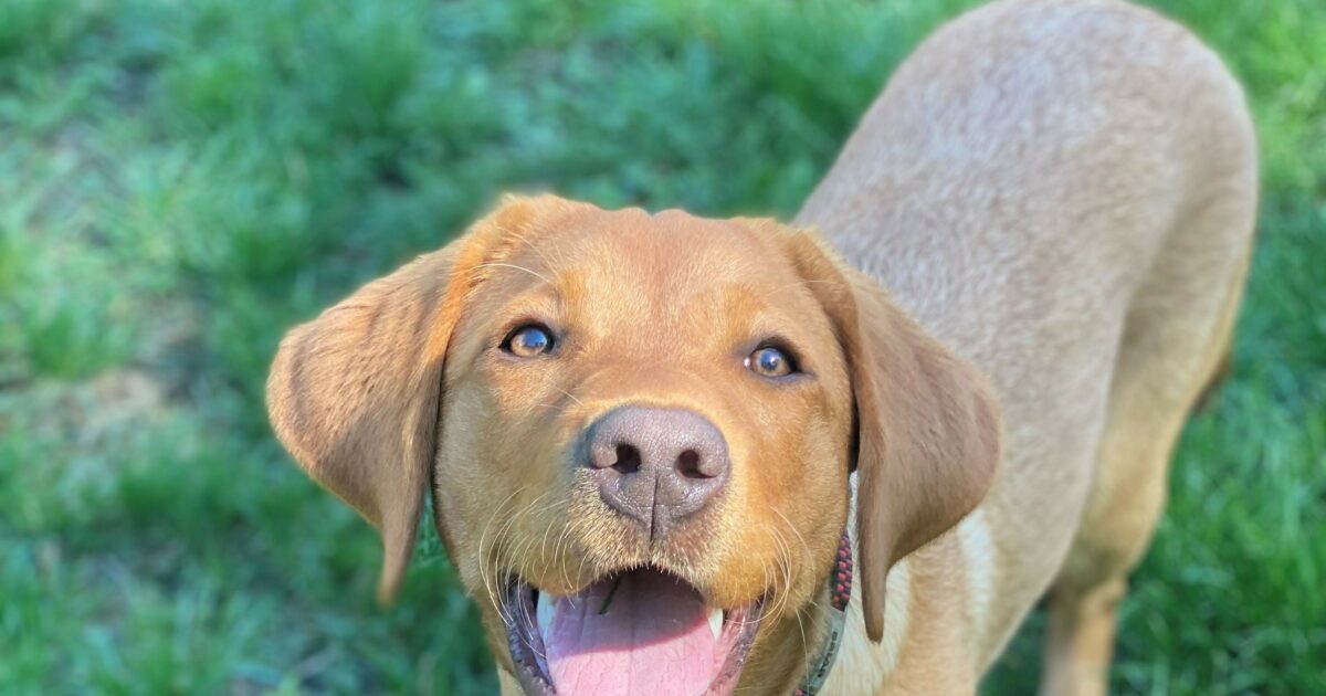 Briar - 62M8 | Guide Dogs for the Blind - Pupdates