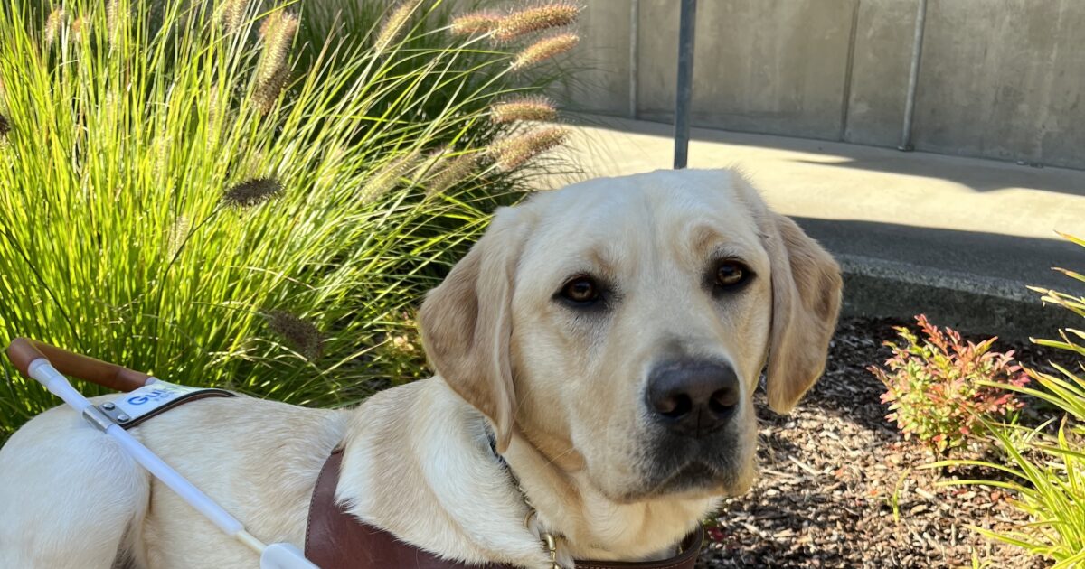 Fennel - 6K58 | Guide Dogs for the Blind - Pupdates