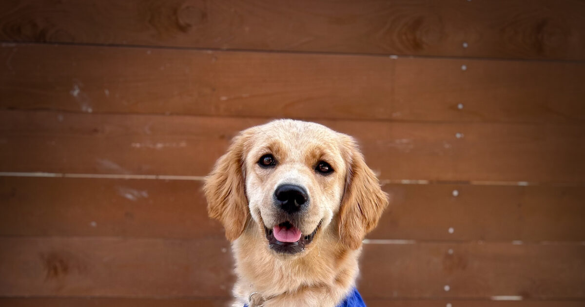 Mindy - 660J | Guide Dogs for the Blind - Pupdates