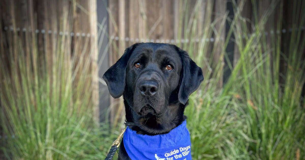 Jess - 667J | Guide Dogs for the Blind - Pupdates