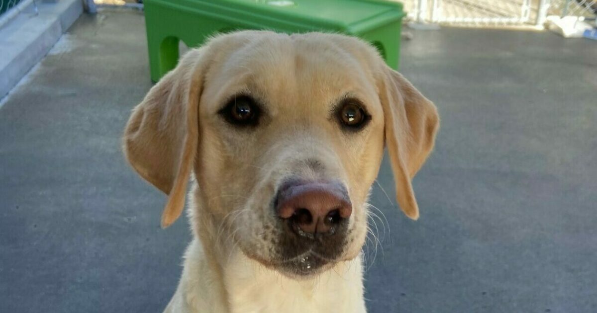 Fate - 6K55 | Guide Dogs for the Blind - Pupdates