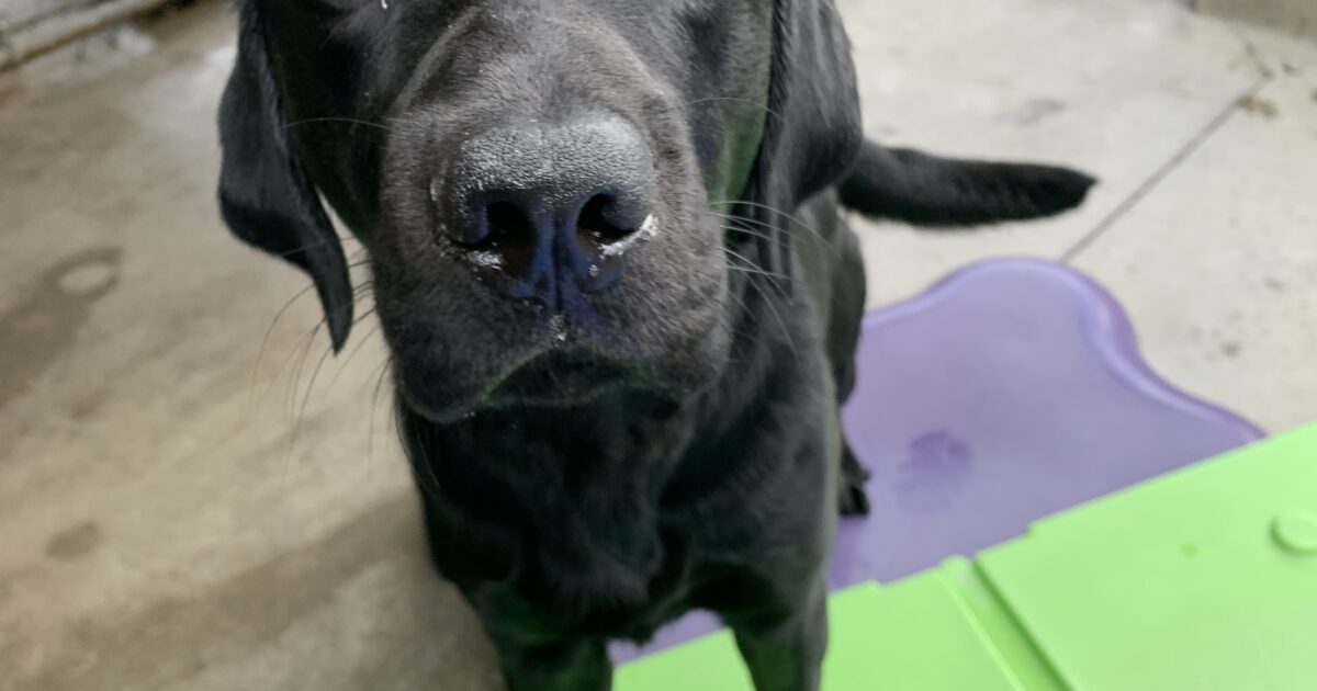 Howie - 628K | Guide Dogs for the Blind - Pupdates