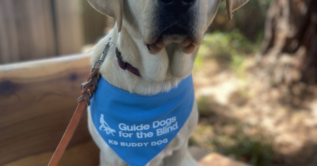 Wave - 639G | Guide Dogs for the Blind - Pupdates
