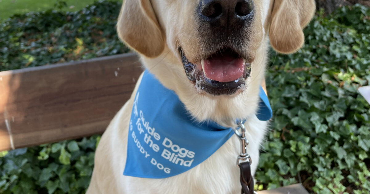 Sage - 6J29 | Guide Dogs for the Blind - Pupdates