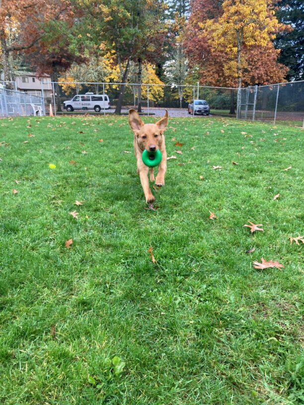 Briar - 62M8 | Guide Dogs for the Blind - Pupdates