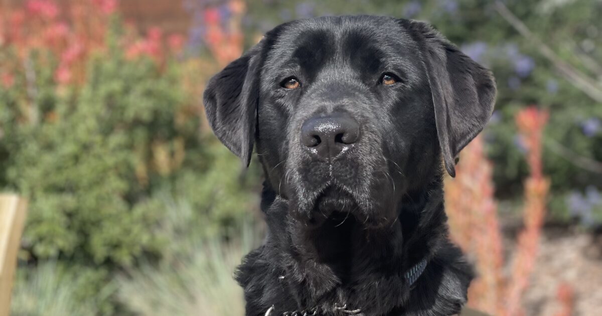 February 2024 Pupdate for Sawyer | Guide Dogs for the Blind - Pupdates