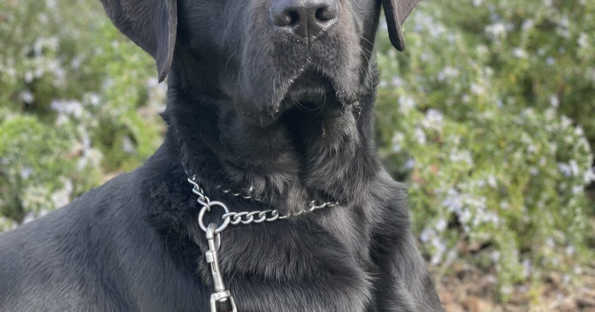 Sawyer - 63K5 | Guide Dogs for the Blind - Pupdates