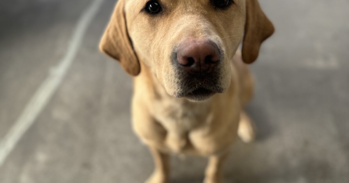 Kayla - 6L86 | Guide Dogs for the Blind - Pupdates