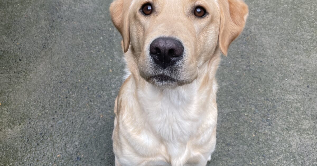 Roo - 60L9 | Guide Dogs for the Blind - Pupdates