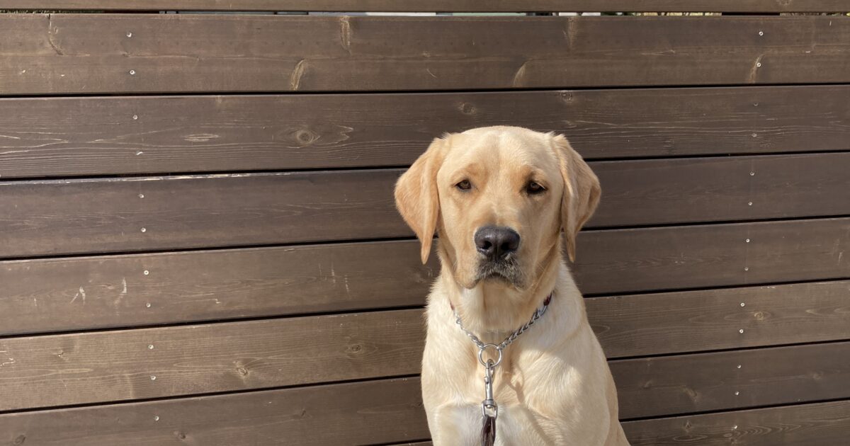 March 2024 Pupdate for Huxley | Guide Dogs for the Blind - Pupdates