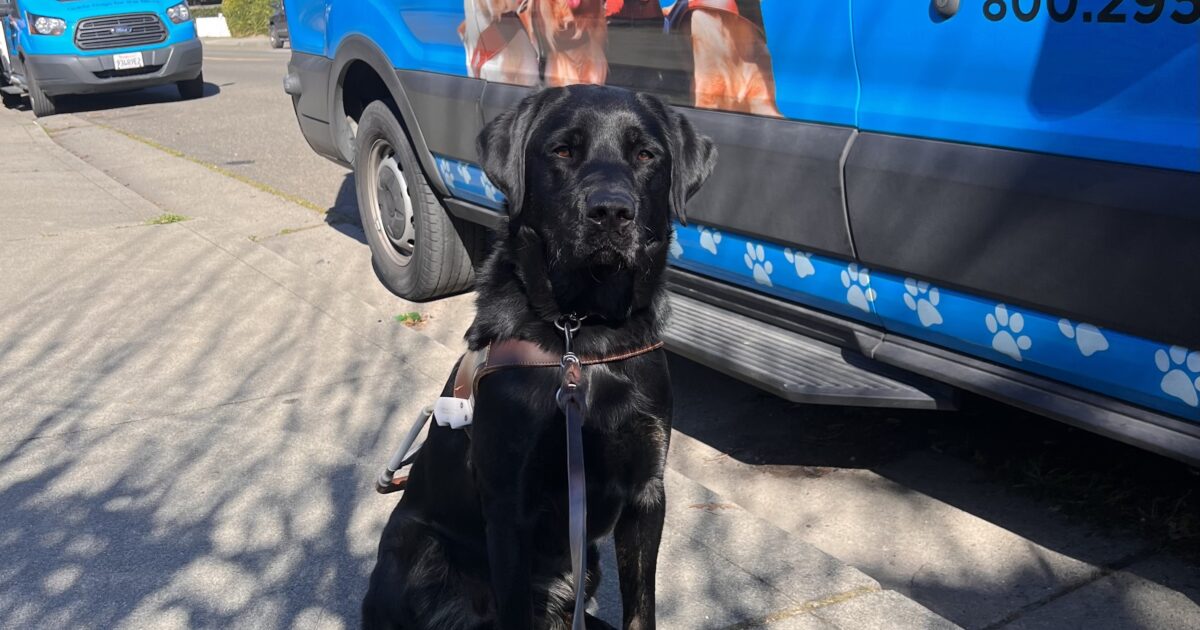 March 2024 Pupdate for Joshua | Guide Dogs for the Blind - Pupdates