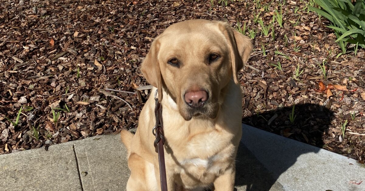 March 2024 Pupdate for Anne | Guide Dogs for the Blind - Pupdates