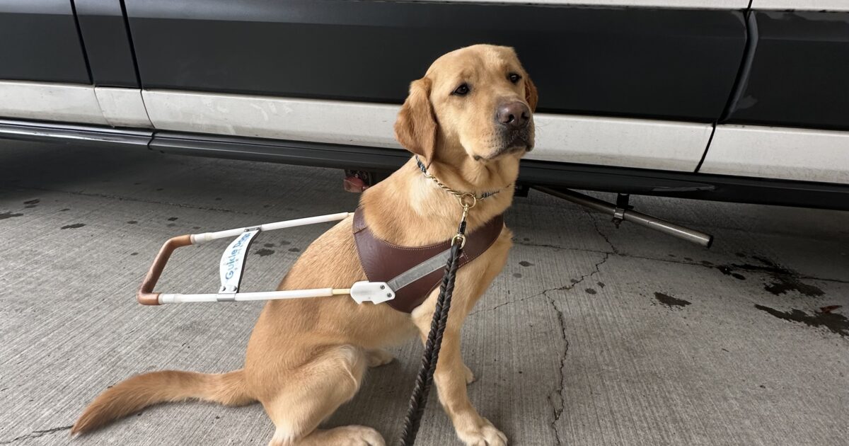 March 2024 Pupdate for Bea | Guide Dogs for the Blind - Pupdates