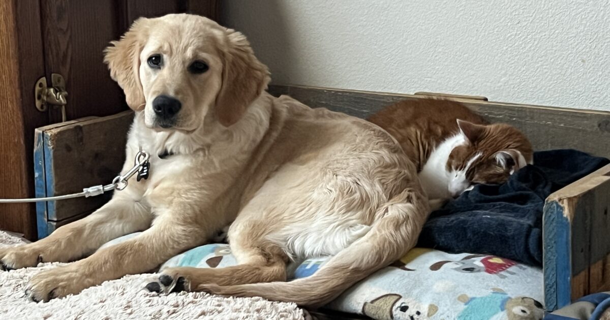 March 2024 Pupdate for Grace | Guide Dogs for the Blind - Pupdates