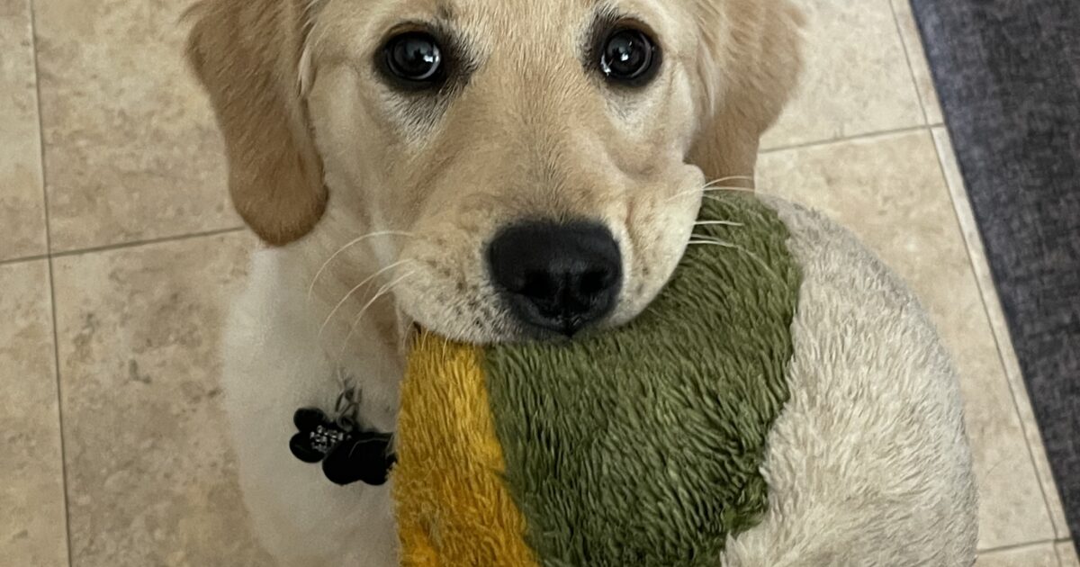 Grace - 650N | Guide Dogs for the Blind - Pupdates