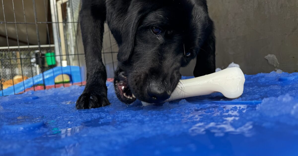 March 2024 Pupdate for Rafa | Guide Dogs for the Blind - Pupdates