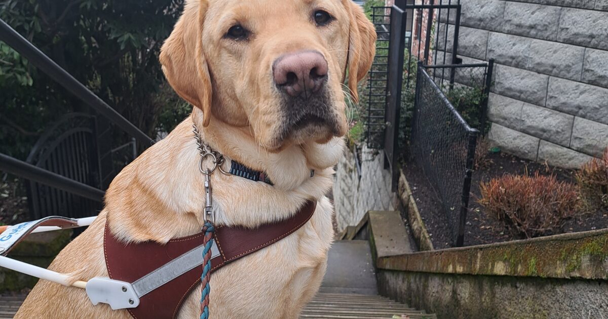 March 2024 pupdate for Rusty | Guide Dogs for the Blind - Pupdates