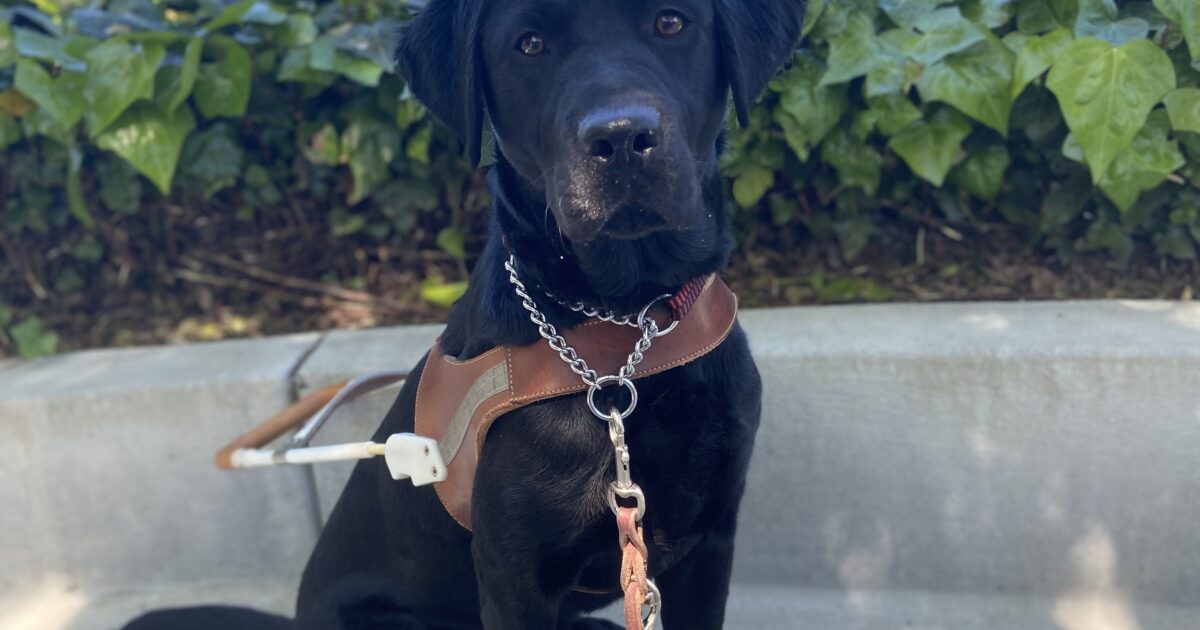 Izzy - 69L8 | Guide Dogs for the Blind - Pupdates