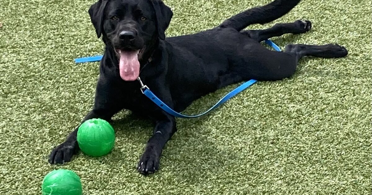 April 2024 Pupdate for Mattie | Guide Dogs for the Blind - Pupdates