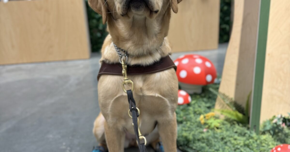 May 2024 Pupdate for Kayla | Guide Dogs for the Blind - Pupdates