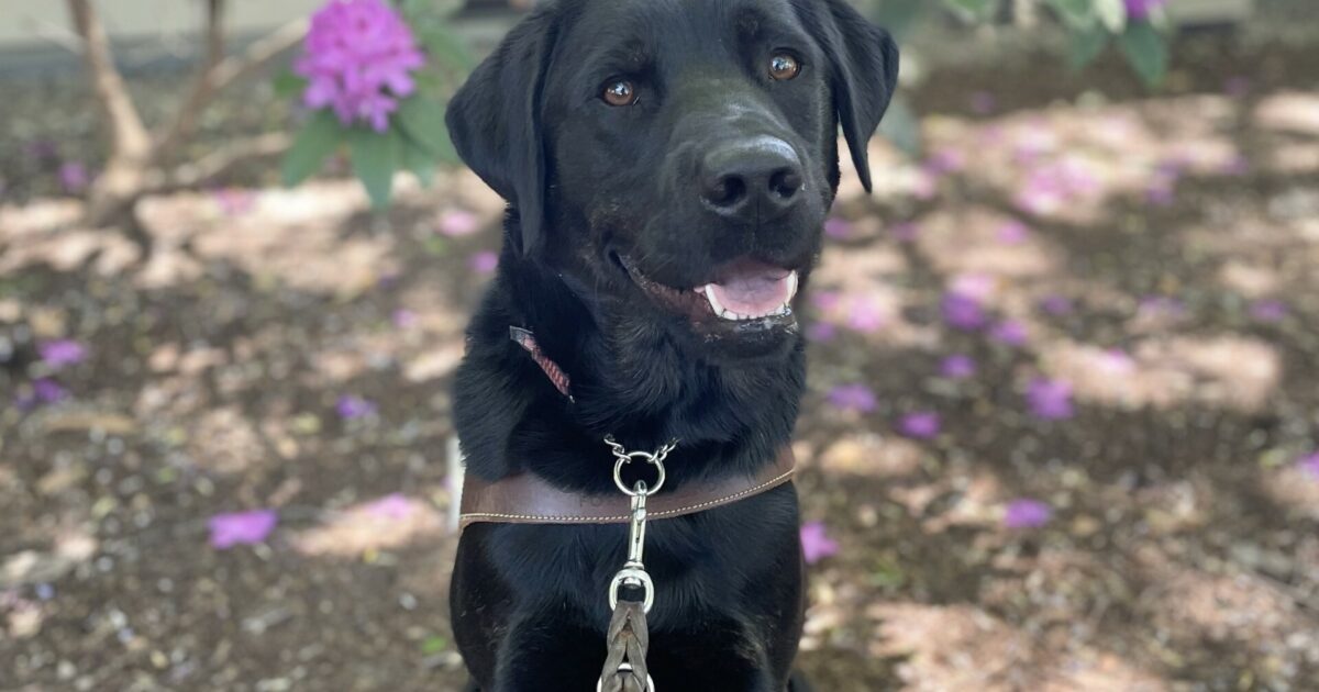 May 2024 Pupdate for Joshua | Guide Dogs for the Blind - Pupdates