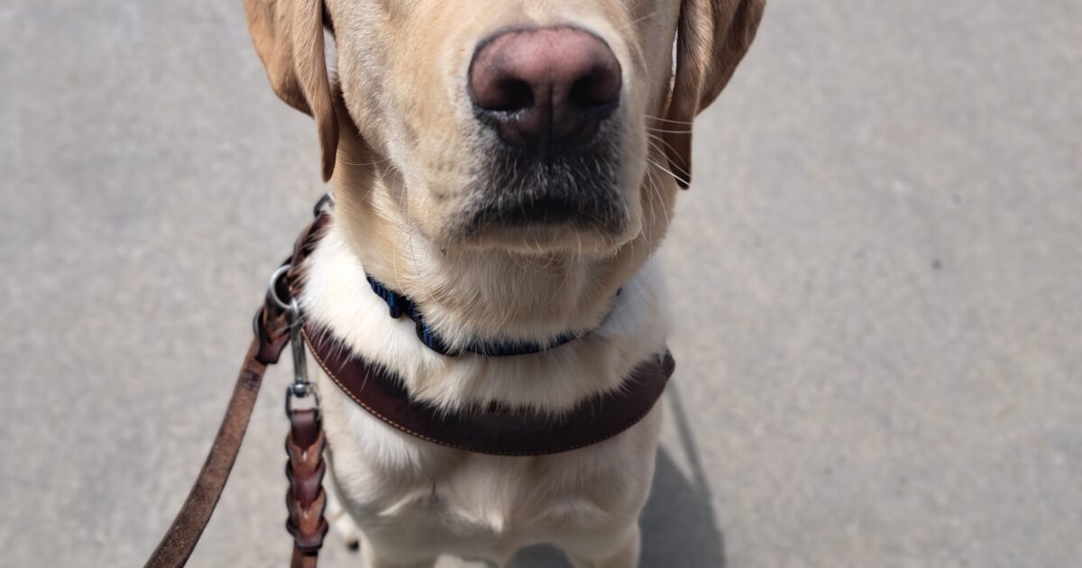 Donovan - 696L | Guide Dogs for the Blind - Pupdates