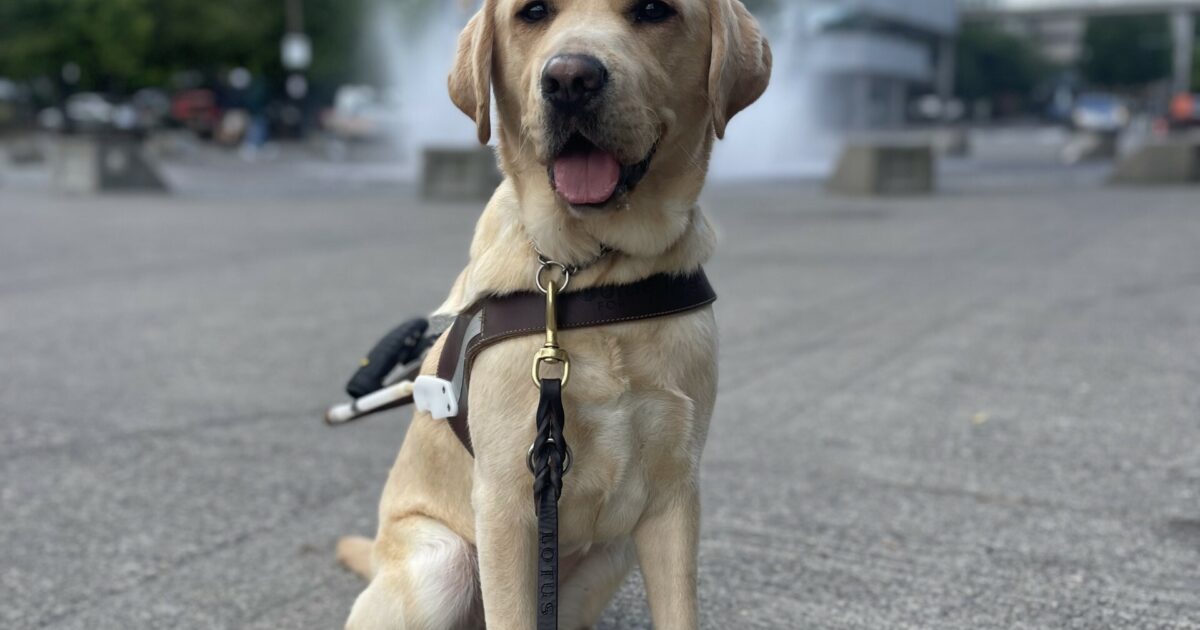June 2024 Pupdate for Fatima | Guide Dogs for the Blind - Pupdates