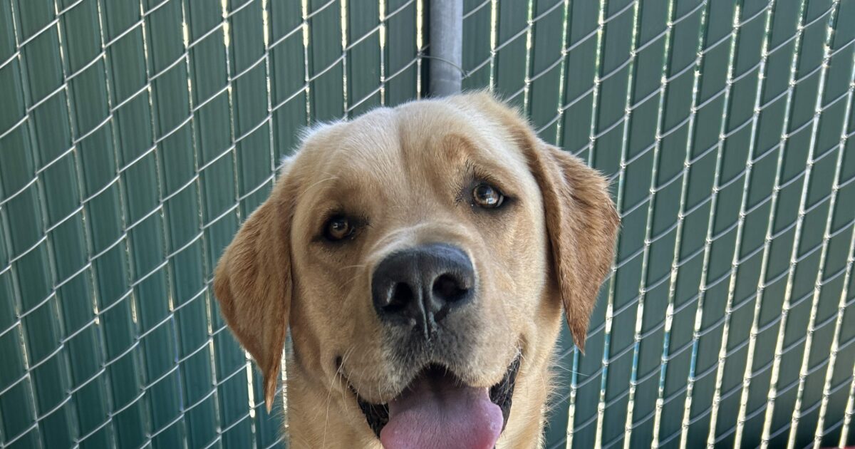 Huxley - 69L4 | Guide Dogs for the Blind - Pupdates