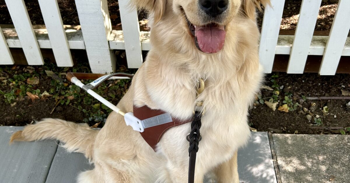 July 2024 Pupdate for Sandra | Guide Dogs for the Blind - Pupdates