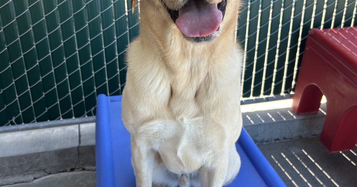 July 2024 Pupdate for Huxley | Guide Dogs for the Blind - Pupdates